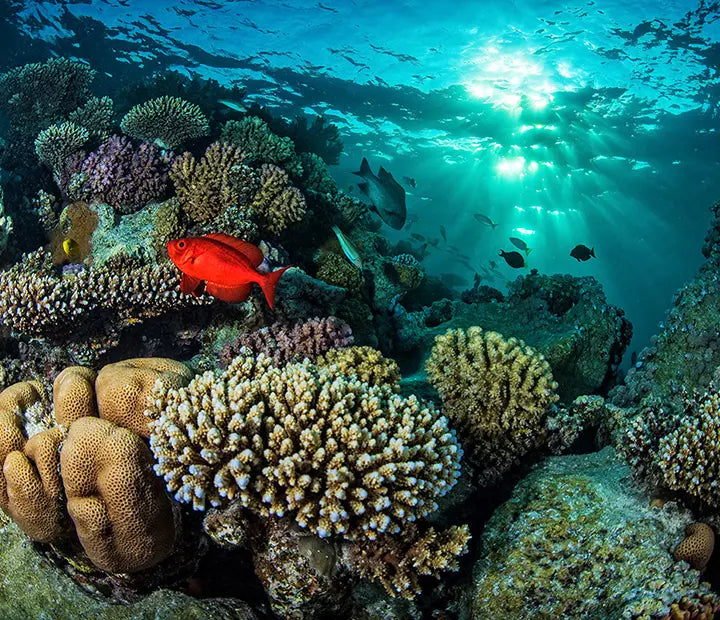 Giving Back: Counting Coral and Hairstory